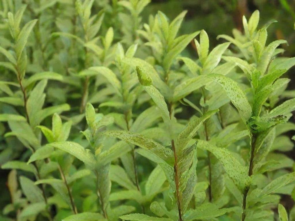 How Black Atractylodes Root Burns Fat and What Makes It Unique – Simply ...